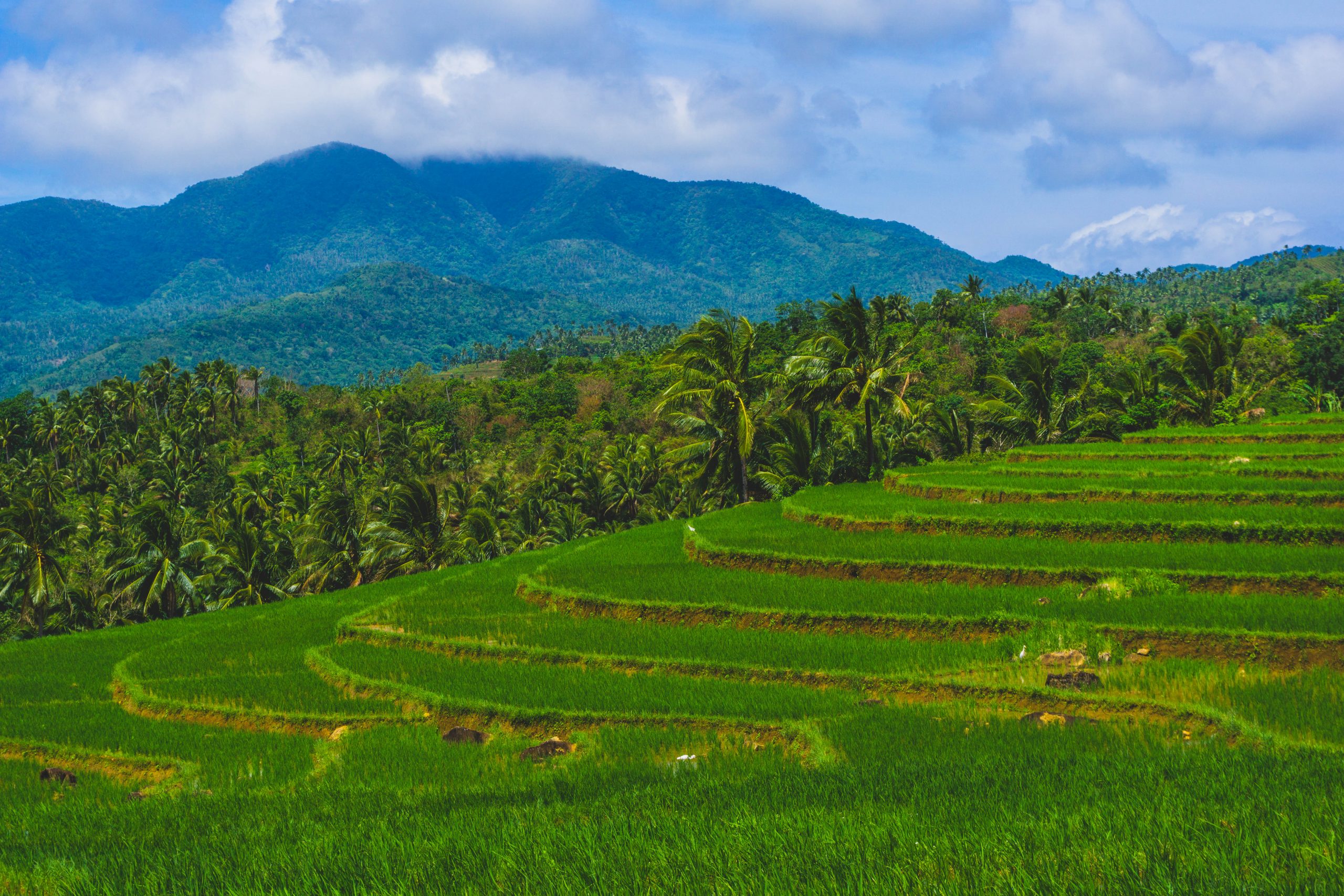 Man-made Terraces — Ernel Aguilar